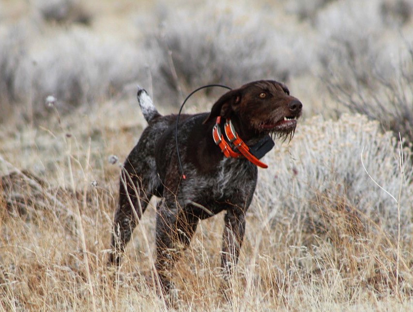 GERMAN WIREHAIRED POINTERS: Stud Service